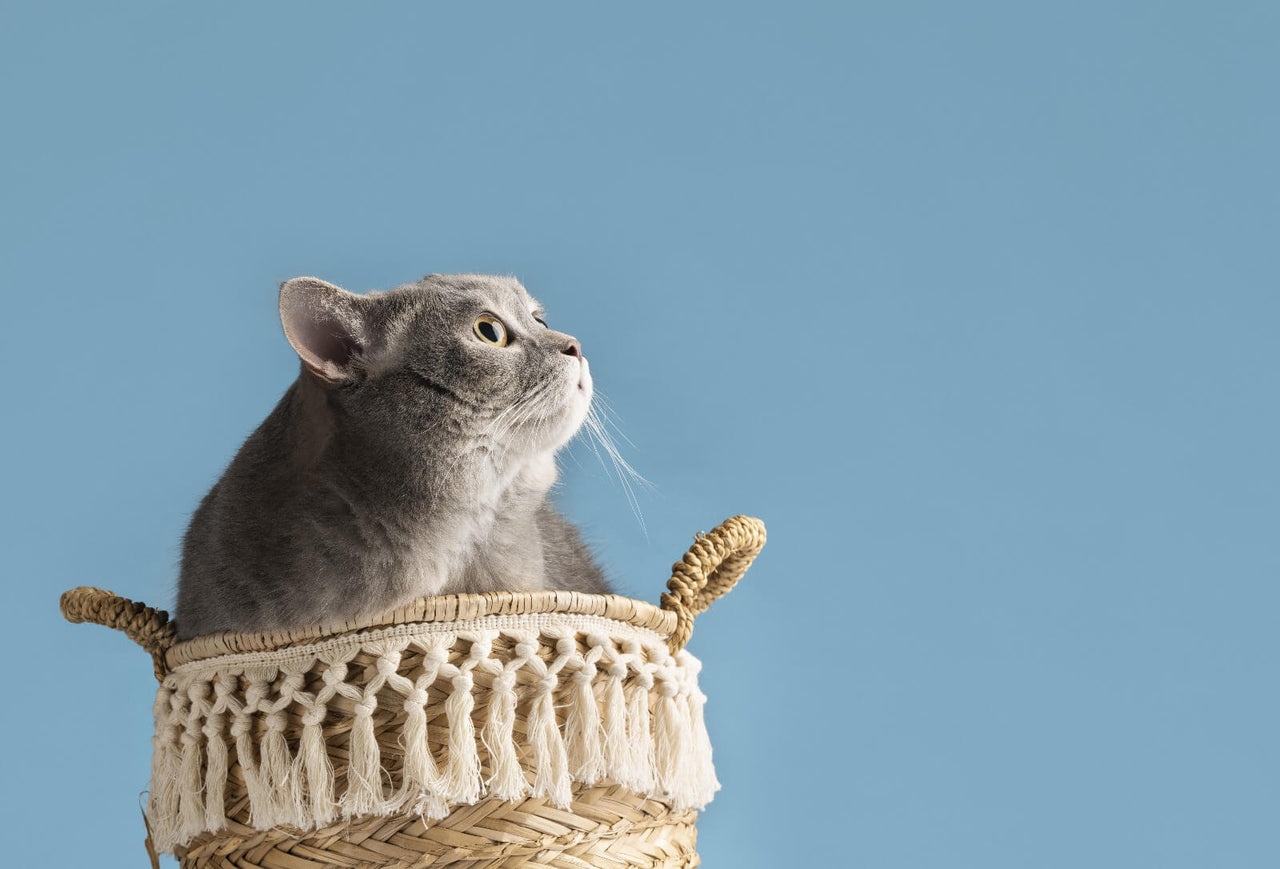 Shop At The Best Cat Shop Online – Catshoponline