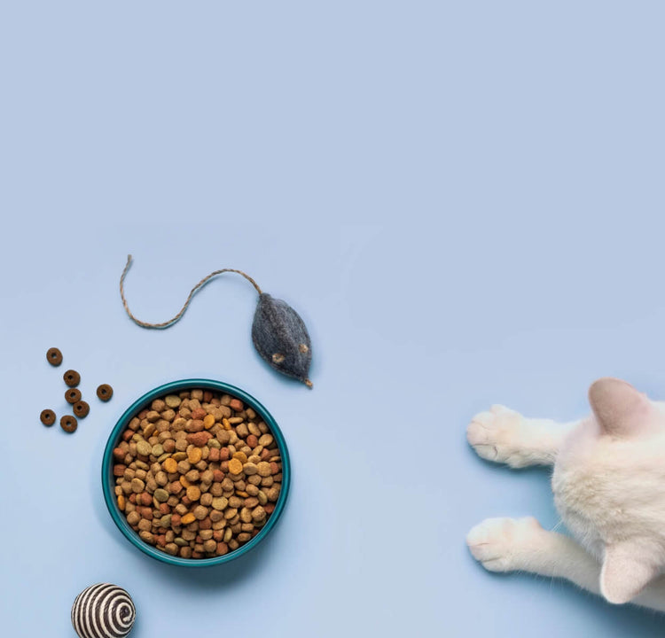 Shop At The Best Cat Shop Online – Catshoponline